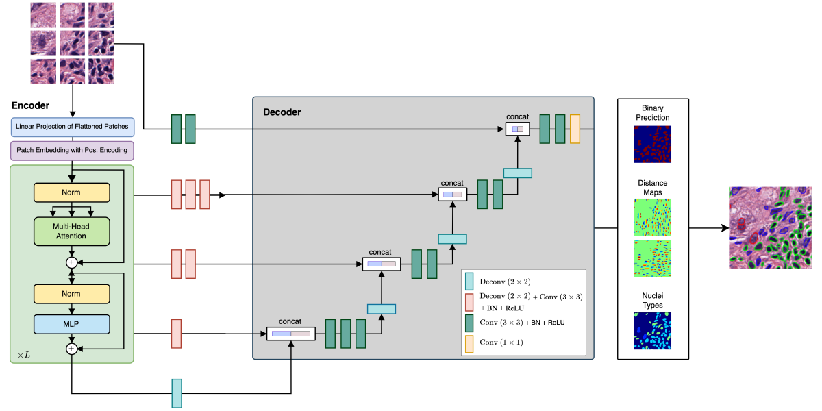 CellViT:基于视觉Transformer的精确细胞分割与分类方法 - 懂AI