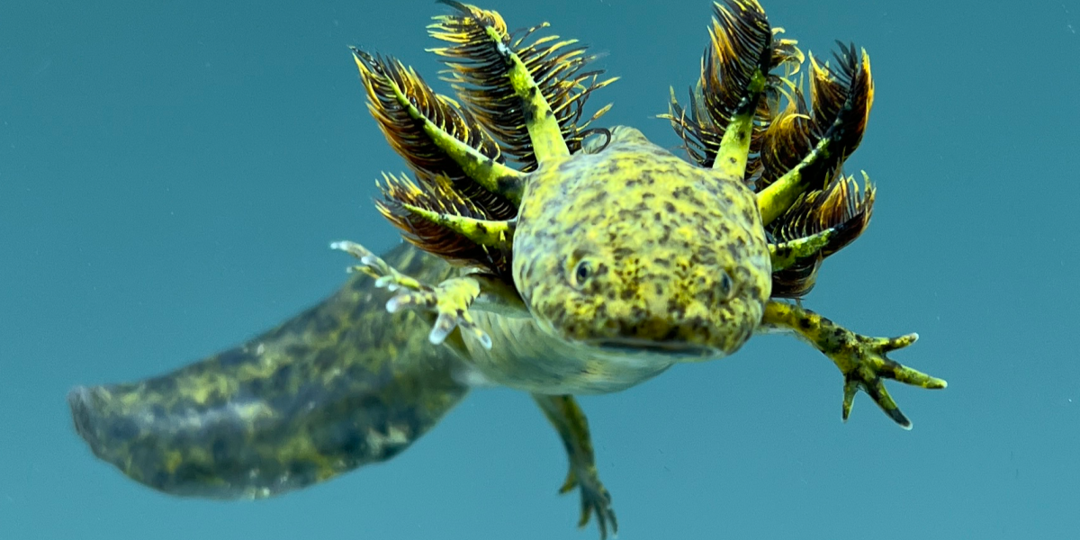 Axolotl: 一款强大的AI模型微调工具 - 懂AI